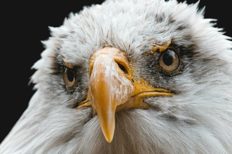Sognare un'aquila: significato e numeri
