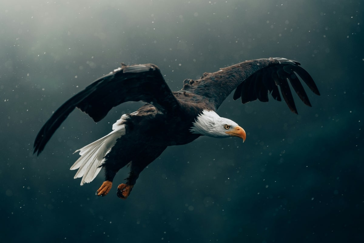 Sognare un'aquila: significato e numeri