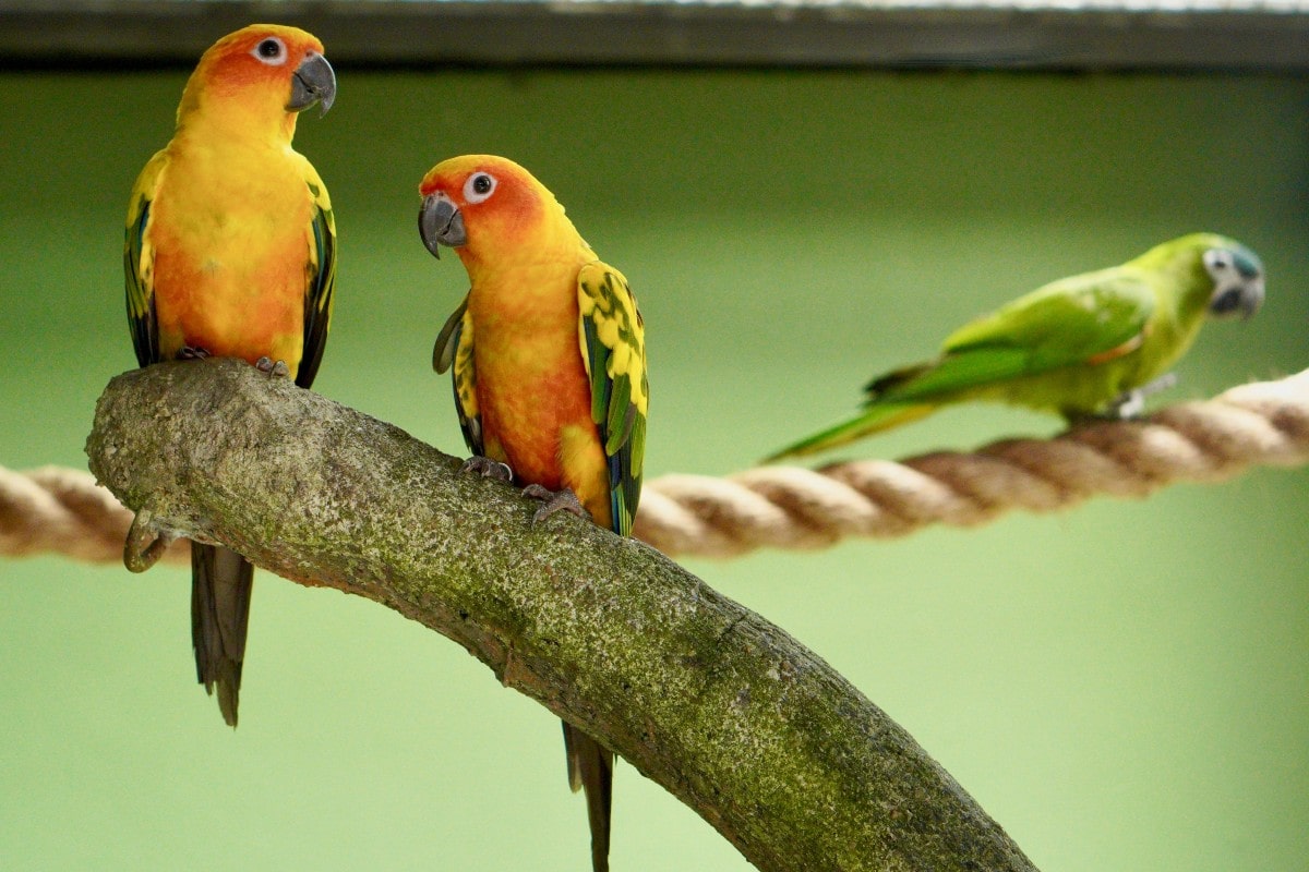 Sognare i pappagalli: significato e numeri